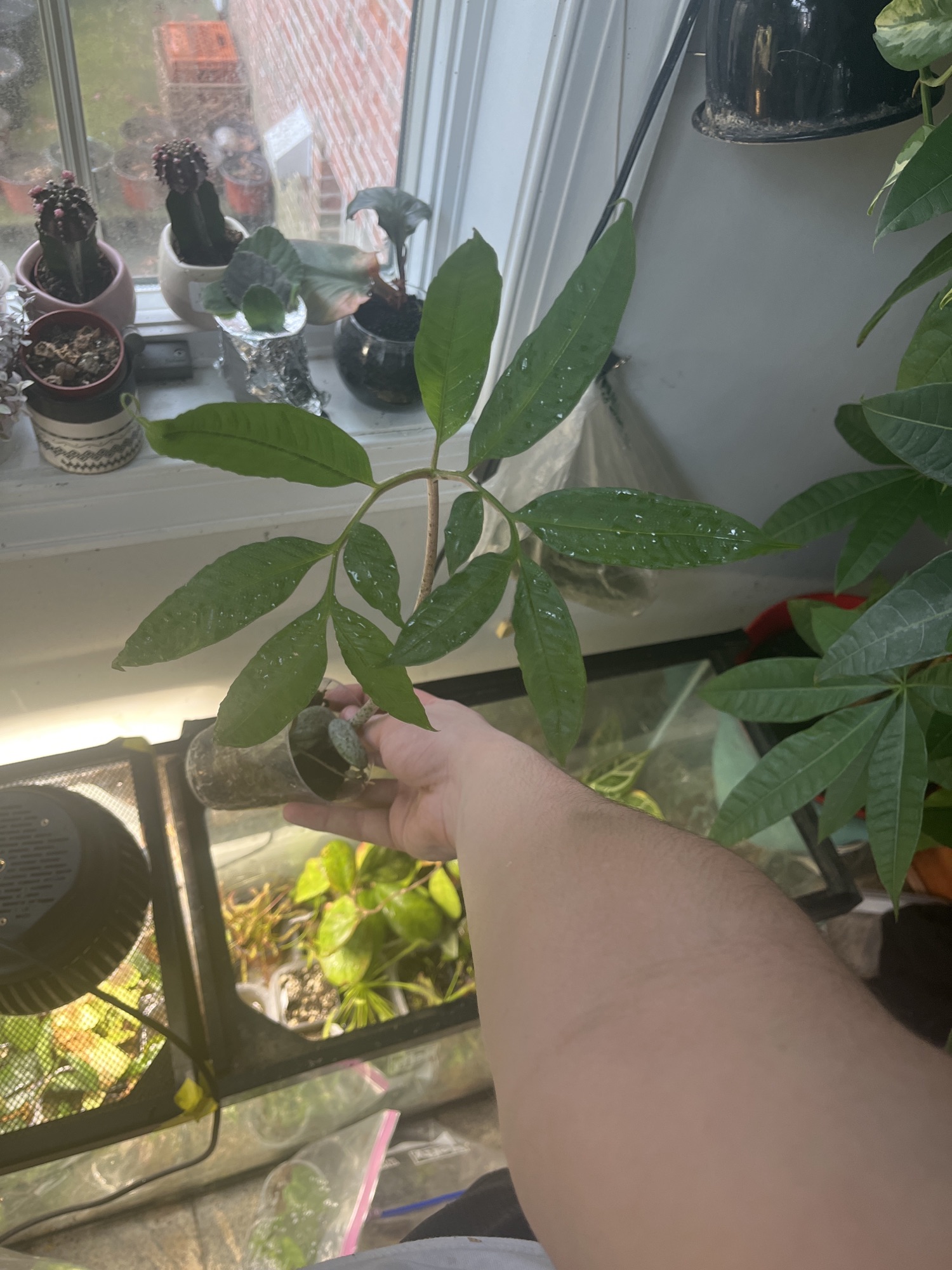 Amorphophallus gigas – The Plant Files